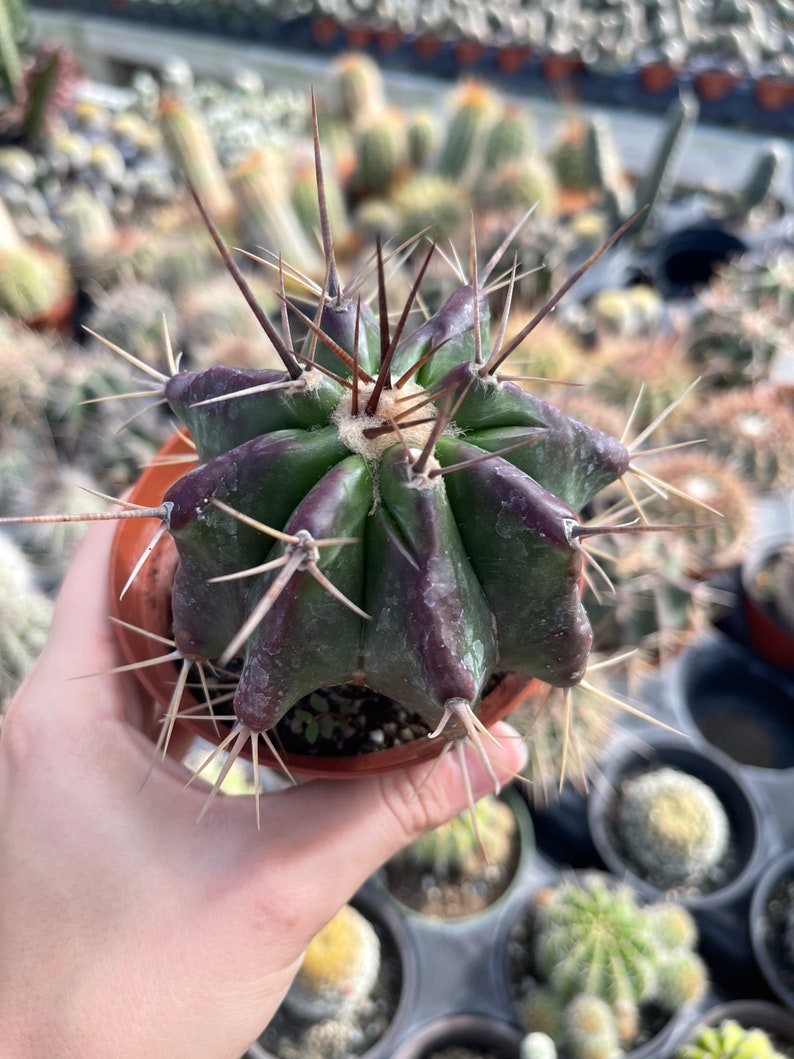 Purple Variegated Ferocactus Emoryi Covillei RARE Cactus - Etsy