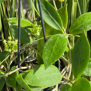 Hoya Mindorensis ‘gold’ | Rare - Etsy
