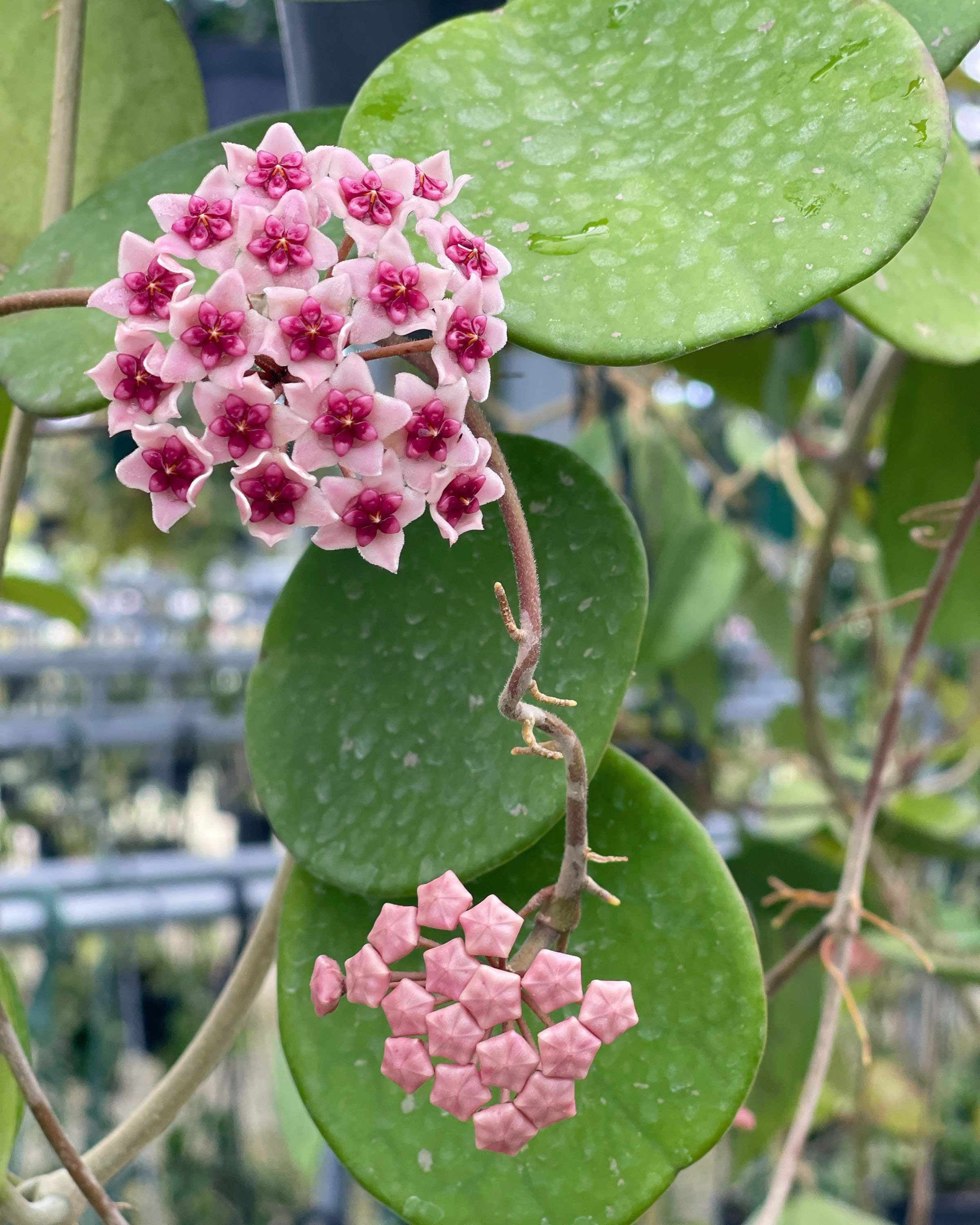 Hoya Obovata Splash - Etsy