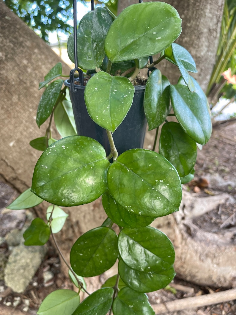 Hoya Carnosa Freckles ‘splash’ - Etsy
