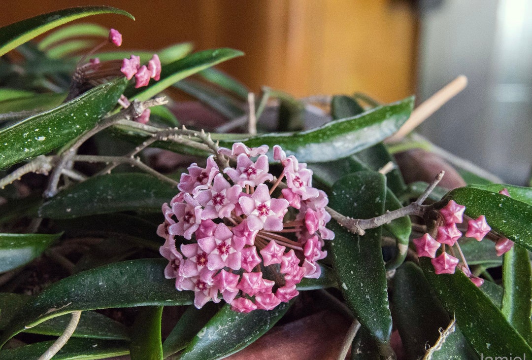 Hoya Minibelle | Hoya Shepherdii & Hoya Carnosa Hybrid | Rare Hoya ...