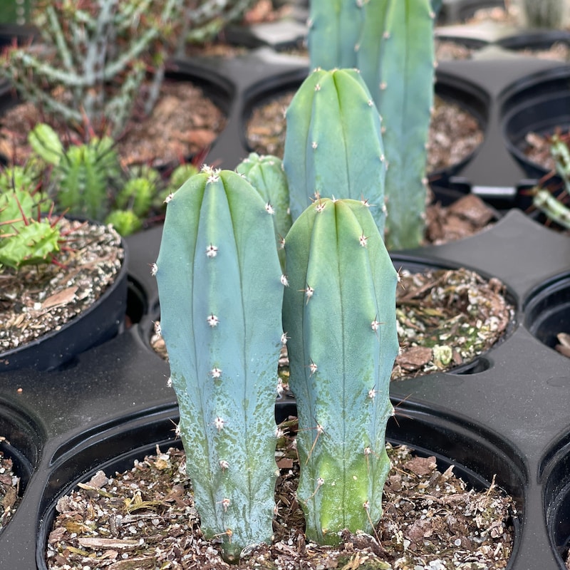 Blue Cactus - Etsy