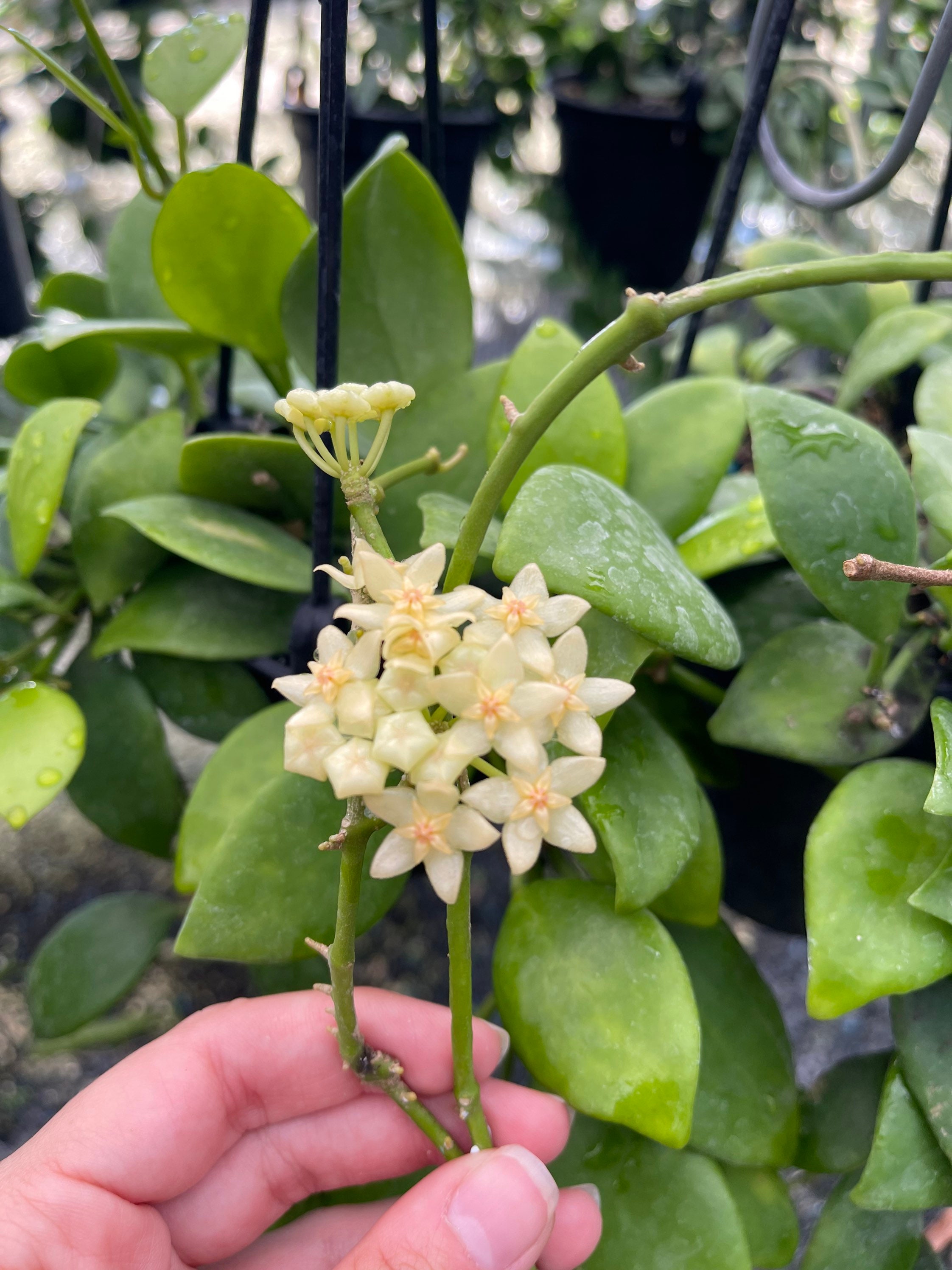 Hoya Diptera RARE - Etsy