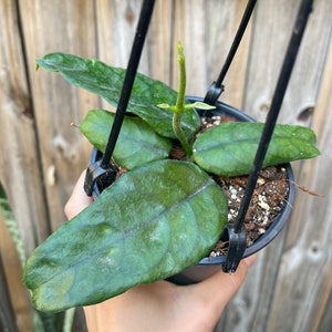 Hoya Villosa Globulosa RARE Hoya Dark Green Veins - Etsy