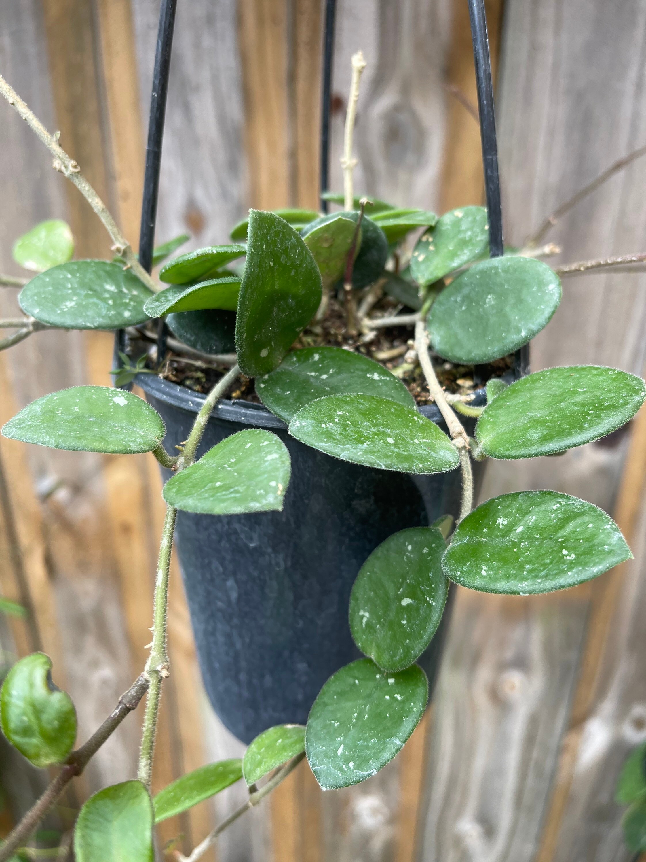 Hoya Mathilde Rare Hoya - Etsy