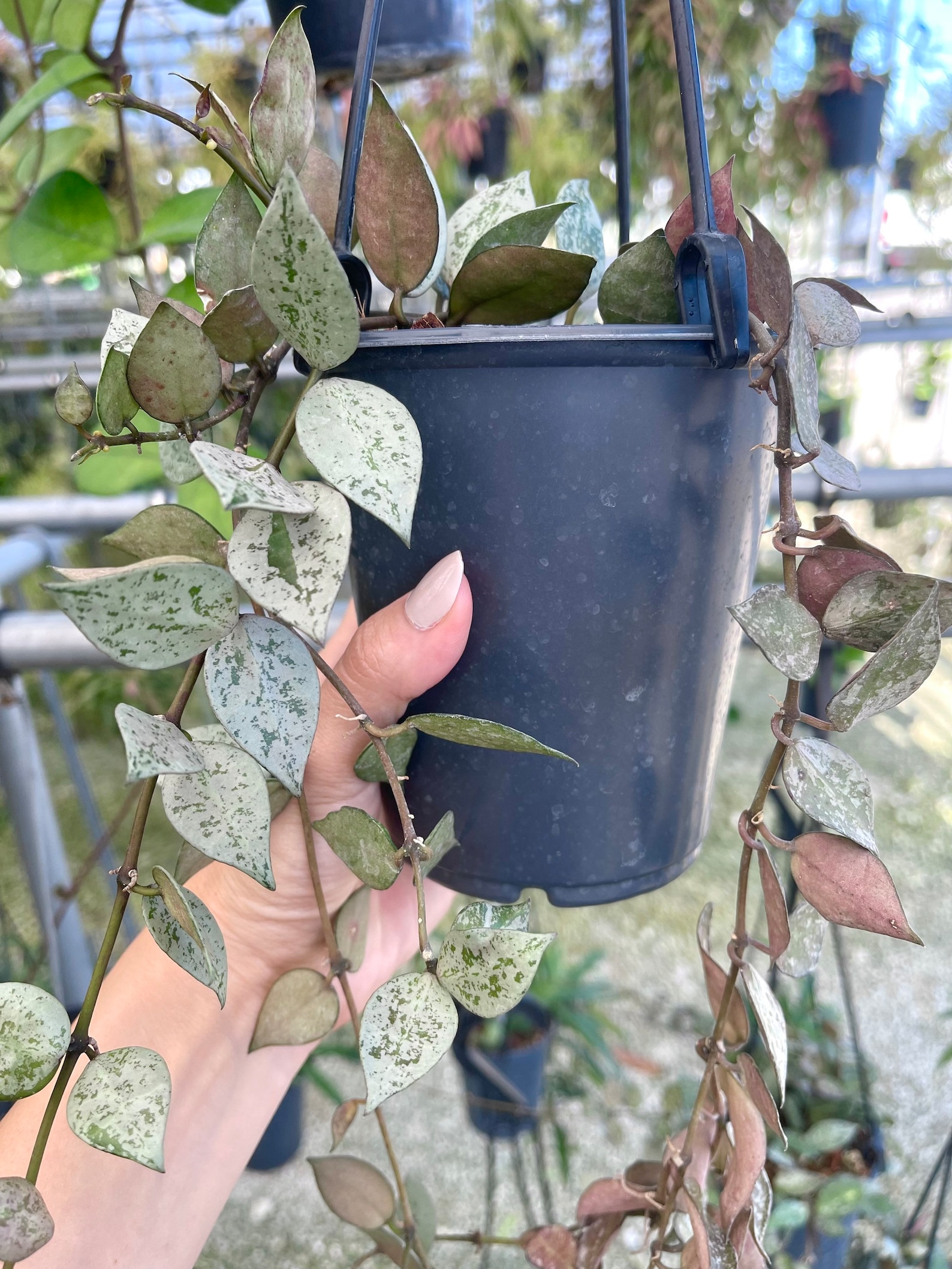 Hoya ‘silver Splash’ | Hoya Krohniana ‘eskimo’ | Rare Hoya Plant - Etsy