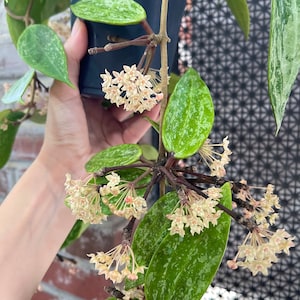 Hoya Rangsan Silver Splash | RARE Hoya Plant - Etsy