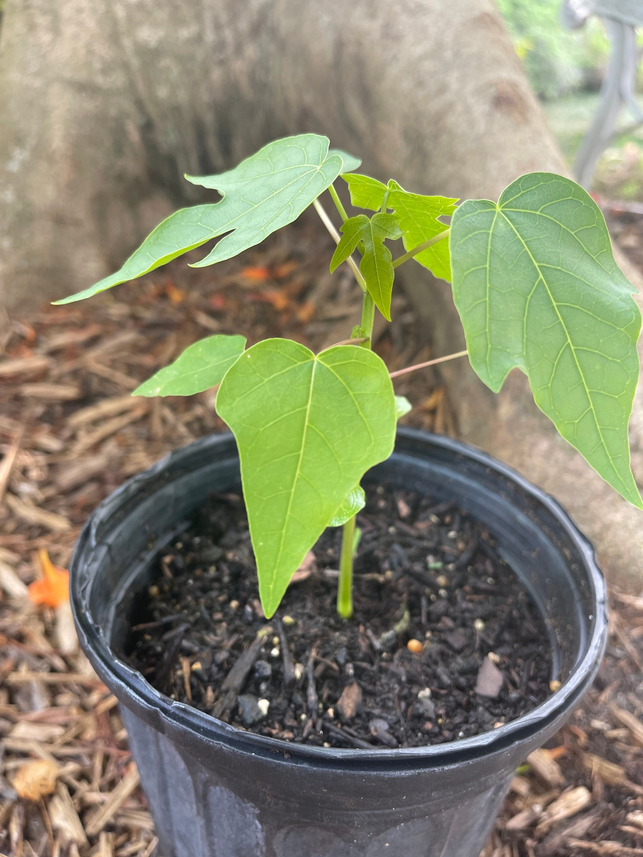 Baby Papaya Tree