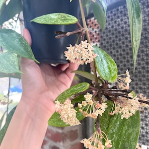 Hoya Rangsan Silver Splash | RARE Hoya Plant - Etsy
