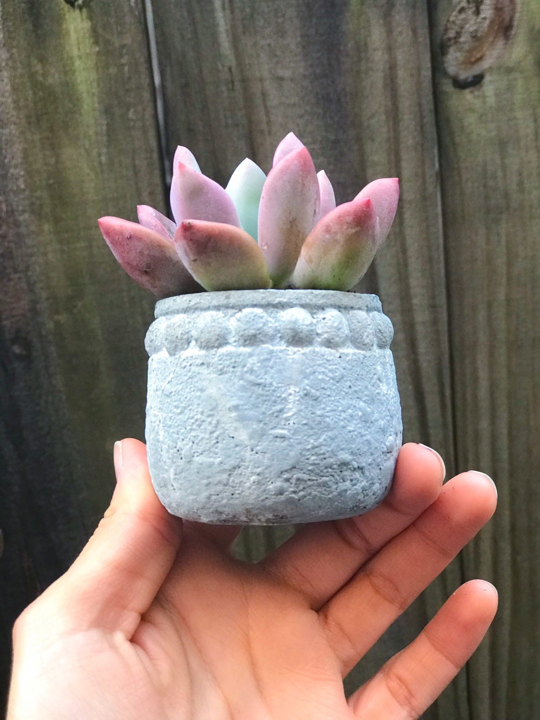 Small Concrete Pot - "border" - Etsy