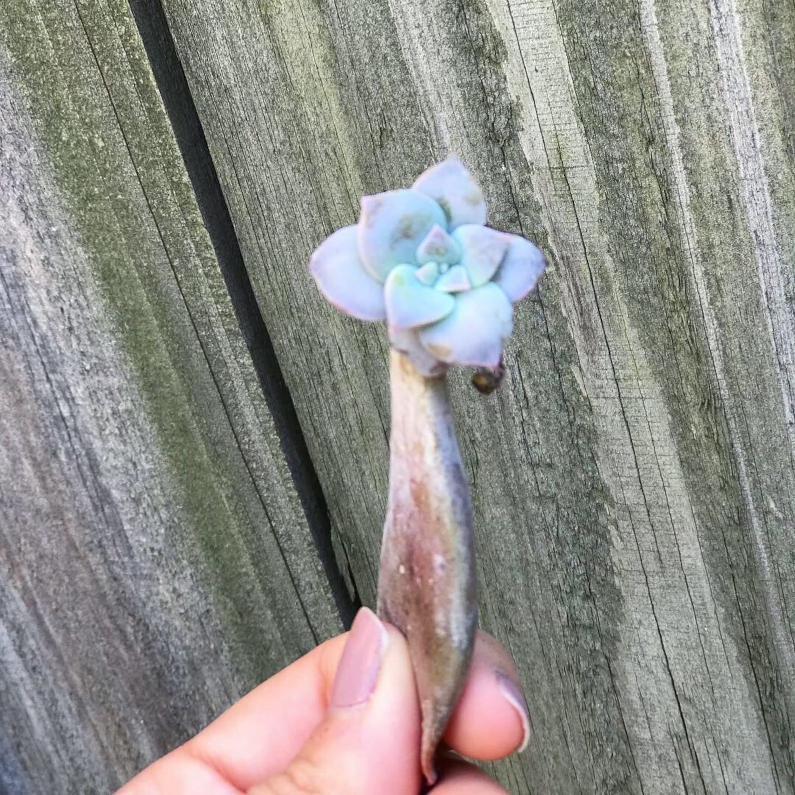 Succulent Leaf Starters Propagation - Etsy