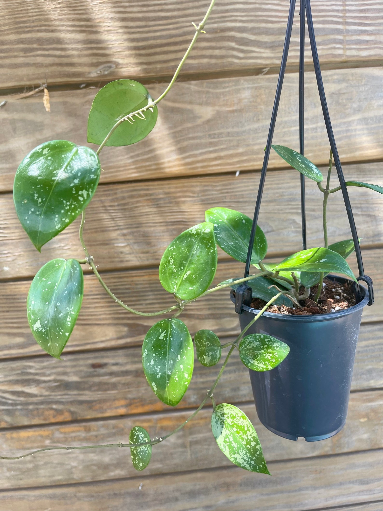 Hoya Verticillata EPC-997 Stable Pink Spot Splash | Rare Hoya Plant - Etsy