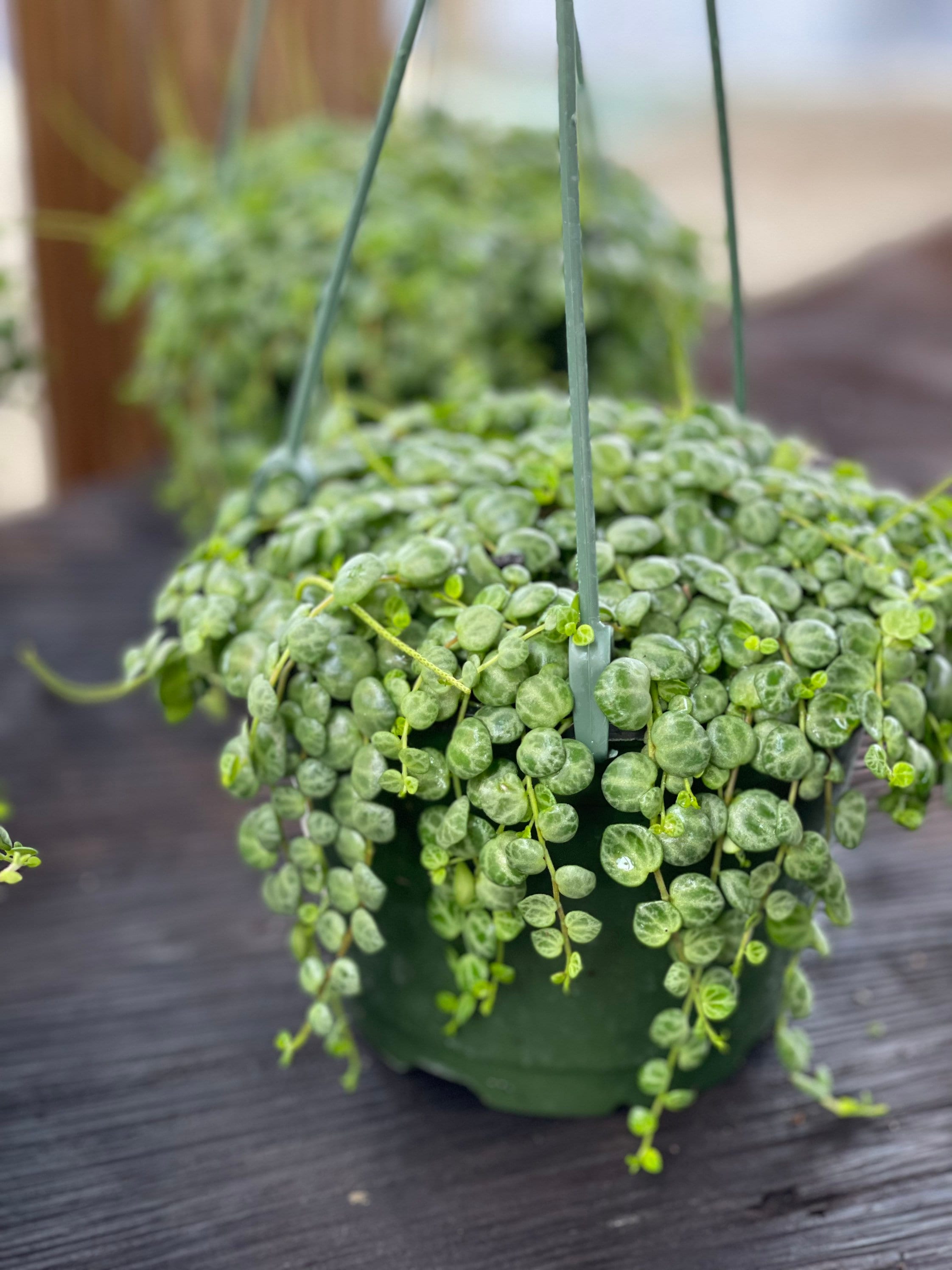 String of Turtles Peperomia Prostrata - Etsy