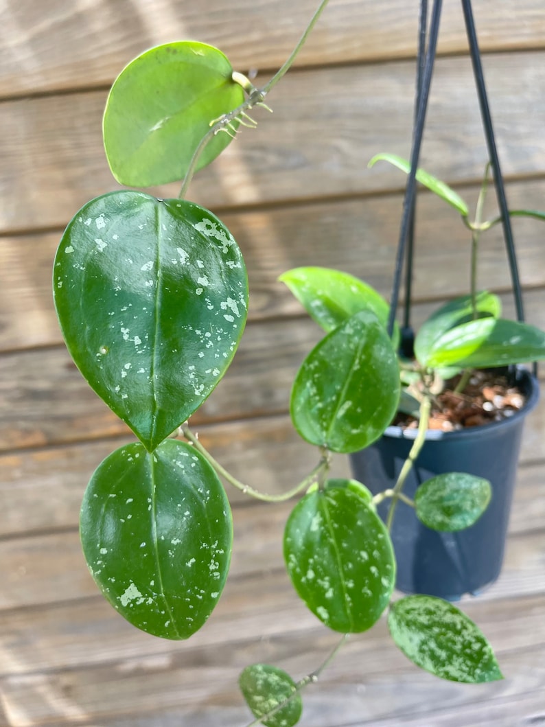 Hoya Verticillata EPC-997 Stable Pink Spot Splash | Rare Hoya Plant - Etsy