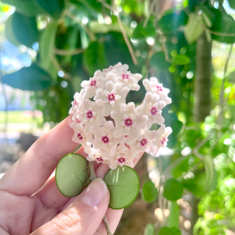 Hoya Mathilde - Etsy