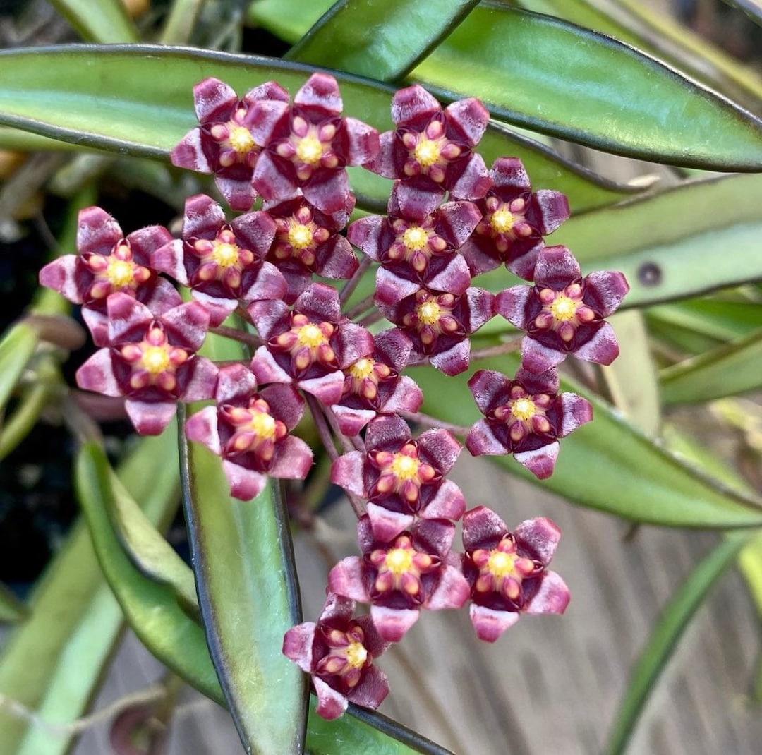 Hoya Kentiana | RARE Hoya Plant - Etsy