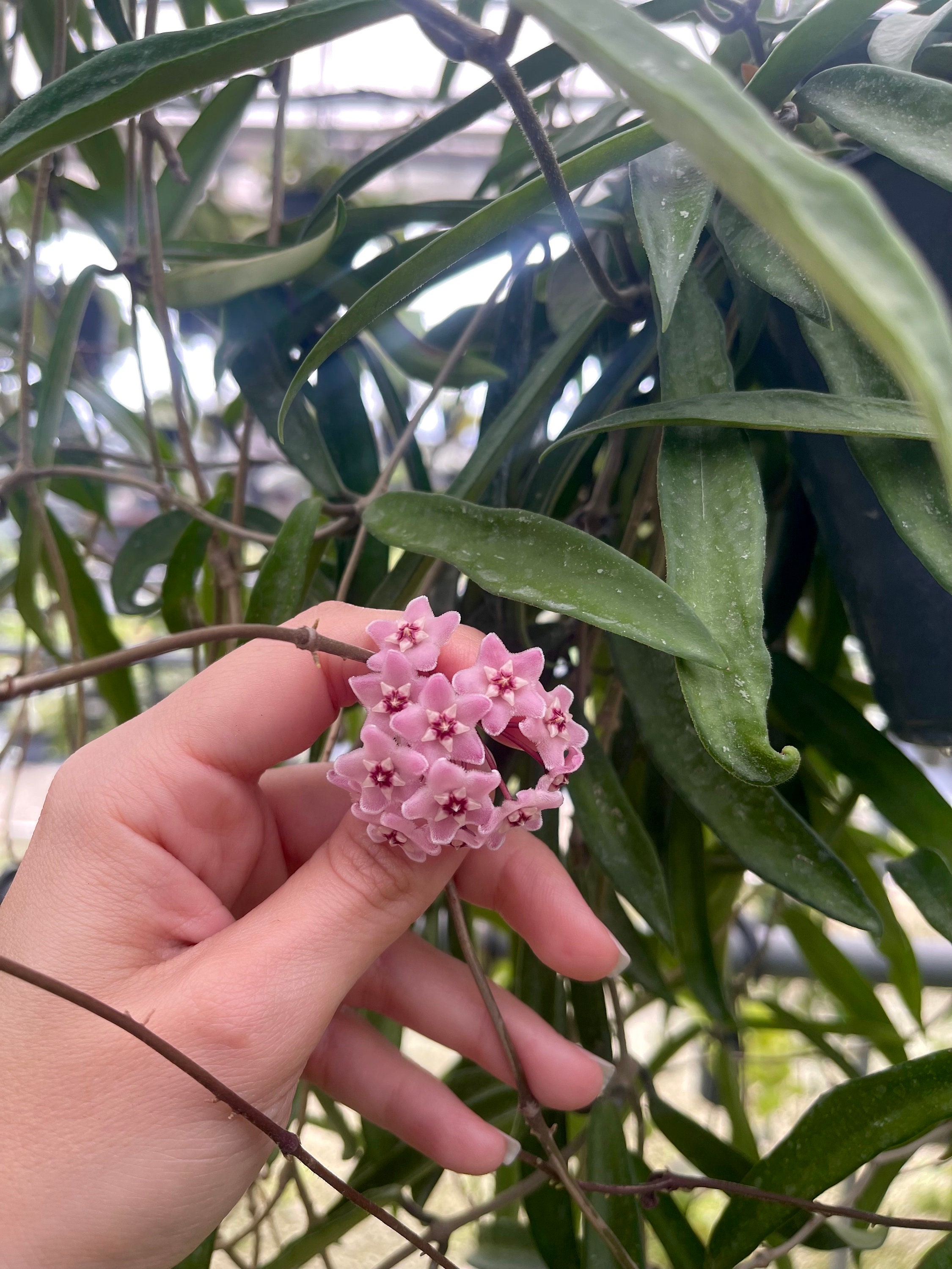 Hoya Minibelle | Hoya Shepherdii & Hoya Carnosa Hybrid | Rare Hoya ...