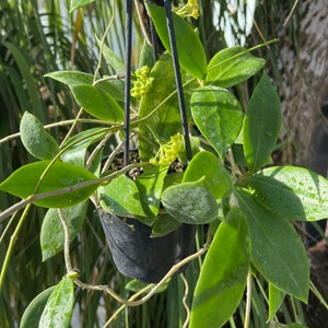 Hoya Mindorensis ‘gold’ | Rare - Etsy