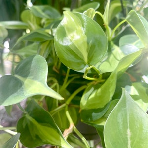 Philodendron Brasil | Brasil Pothos Plant - Etsy