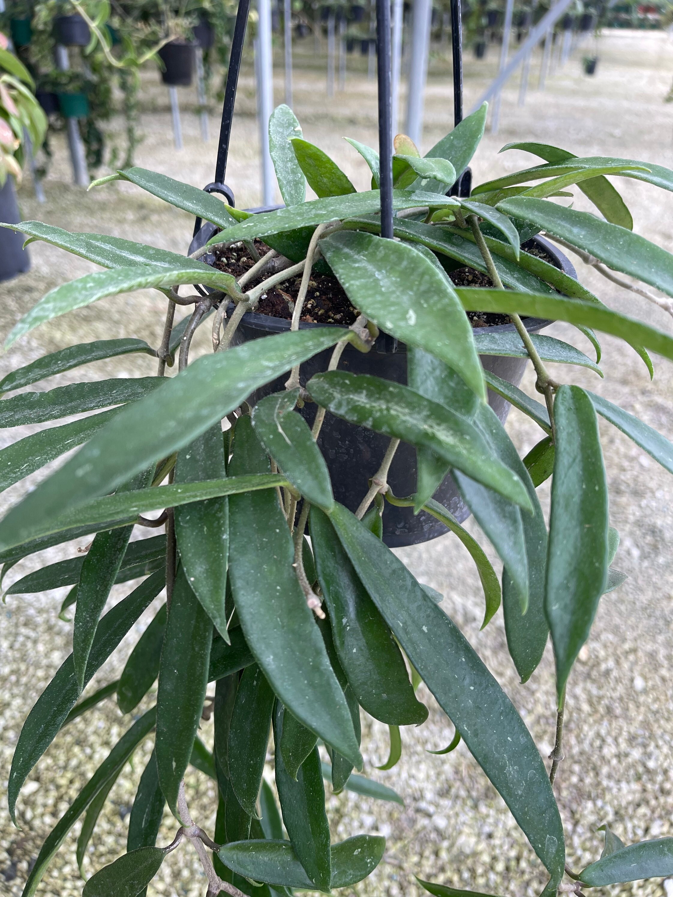 Hoya Minibelle Hoya Shepherdii & Hoya Carnosa Hybrid Rare - Etsy