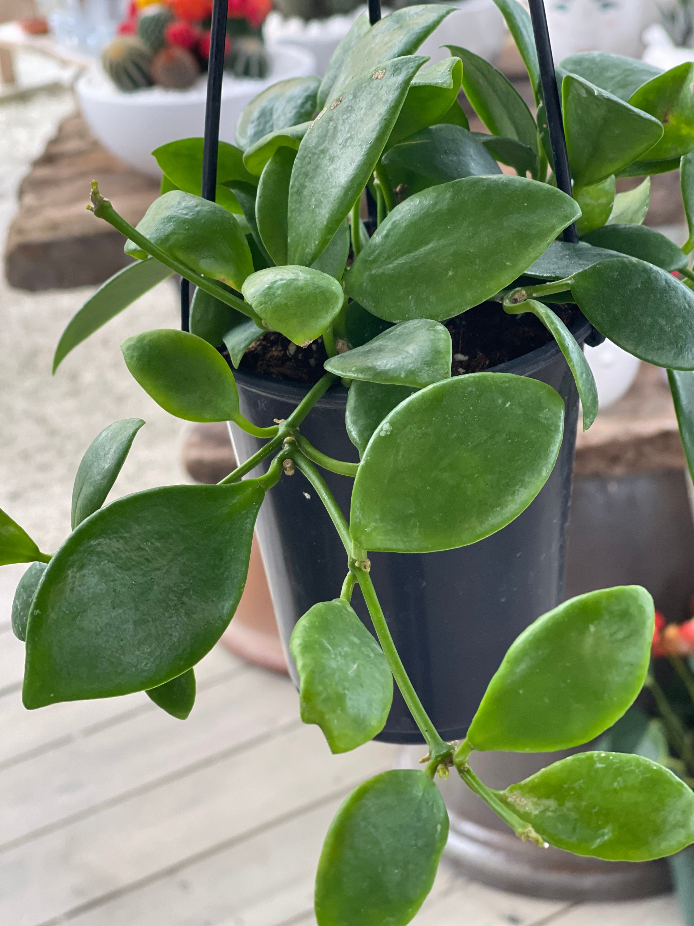 Hoya Diptera RARE | Etsy