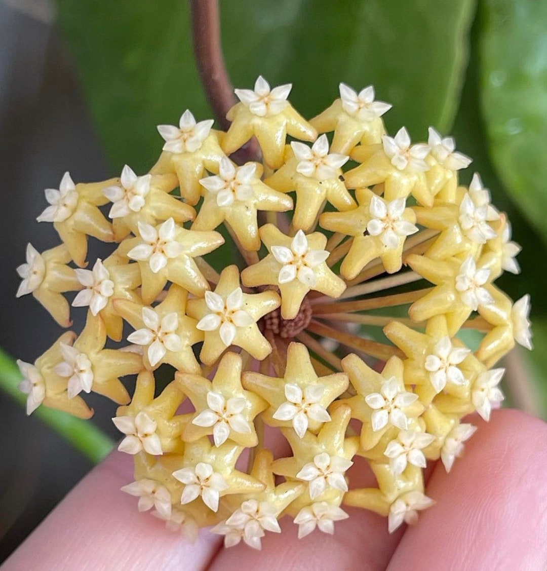 Hoya Surigaoensis | RARE Hoya Plant - Etsy
