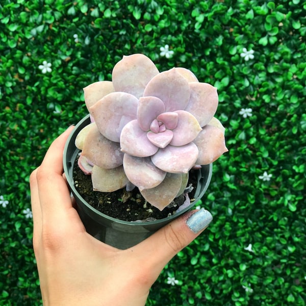 Superbum Succulent - Etsy