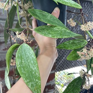 Hoya Rangsan Silver Splash | RARE Hoya Plant - Etsy