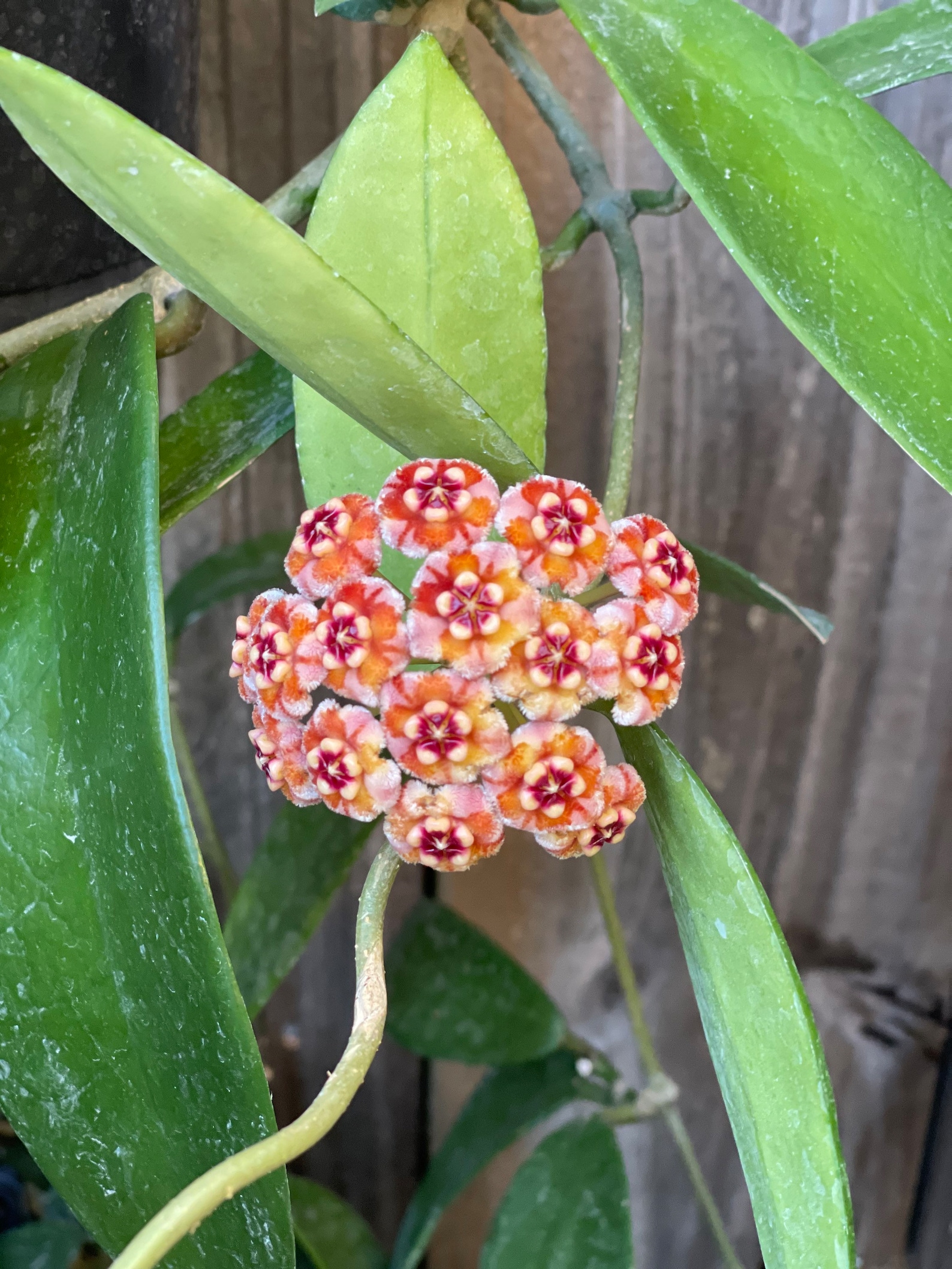 Hoya Meliflua VERY RARE - Etsy