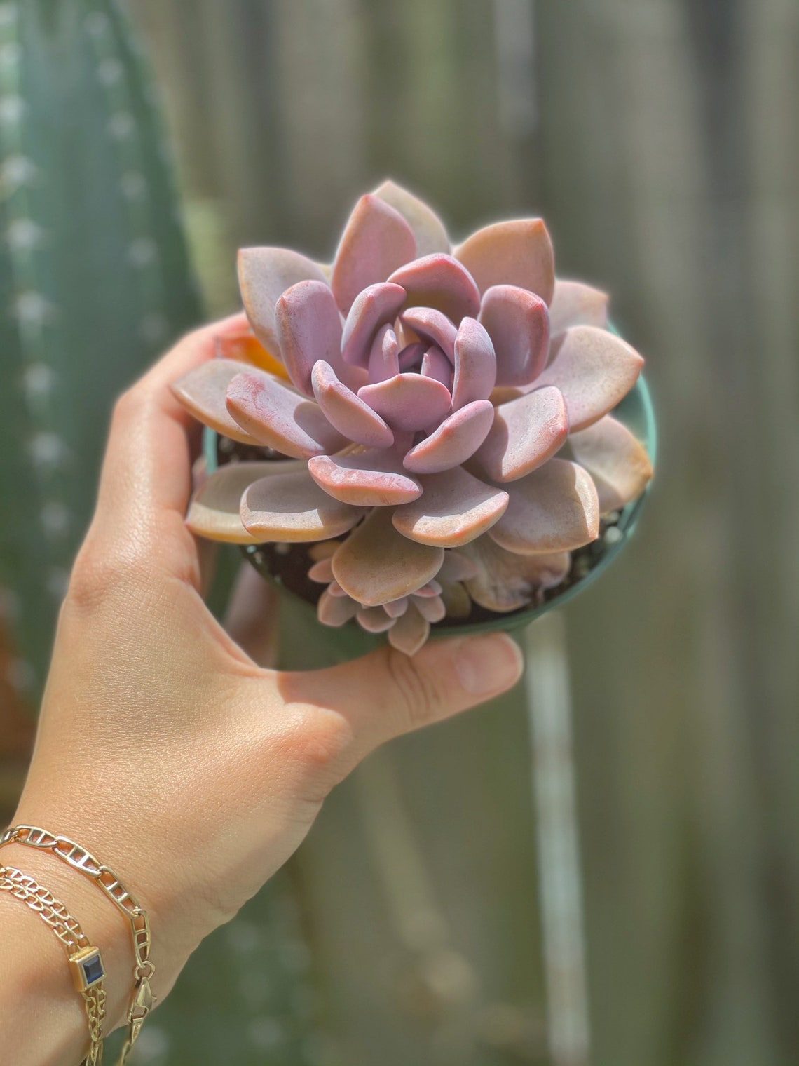 Graptoveria Debbie Rare Succulent - Etsy