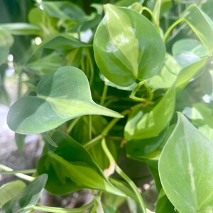 Philodendron Brasil | Brasil Pothos Plant - Etsy