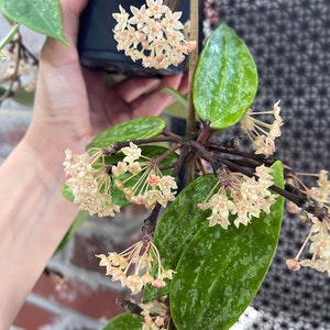Hoya Rangsan Silver Splash | RARE Hoya Plant - Etsy
