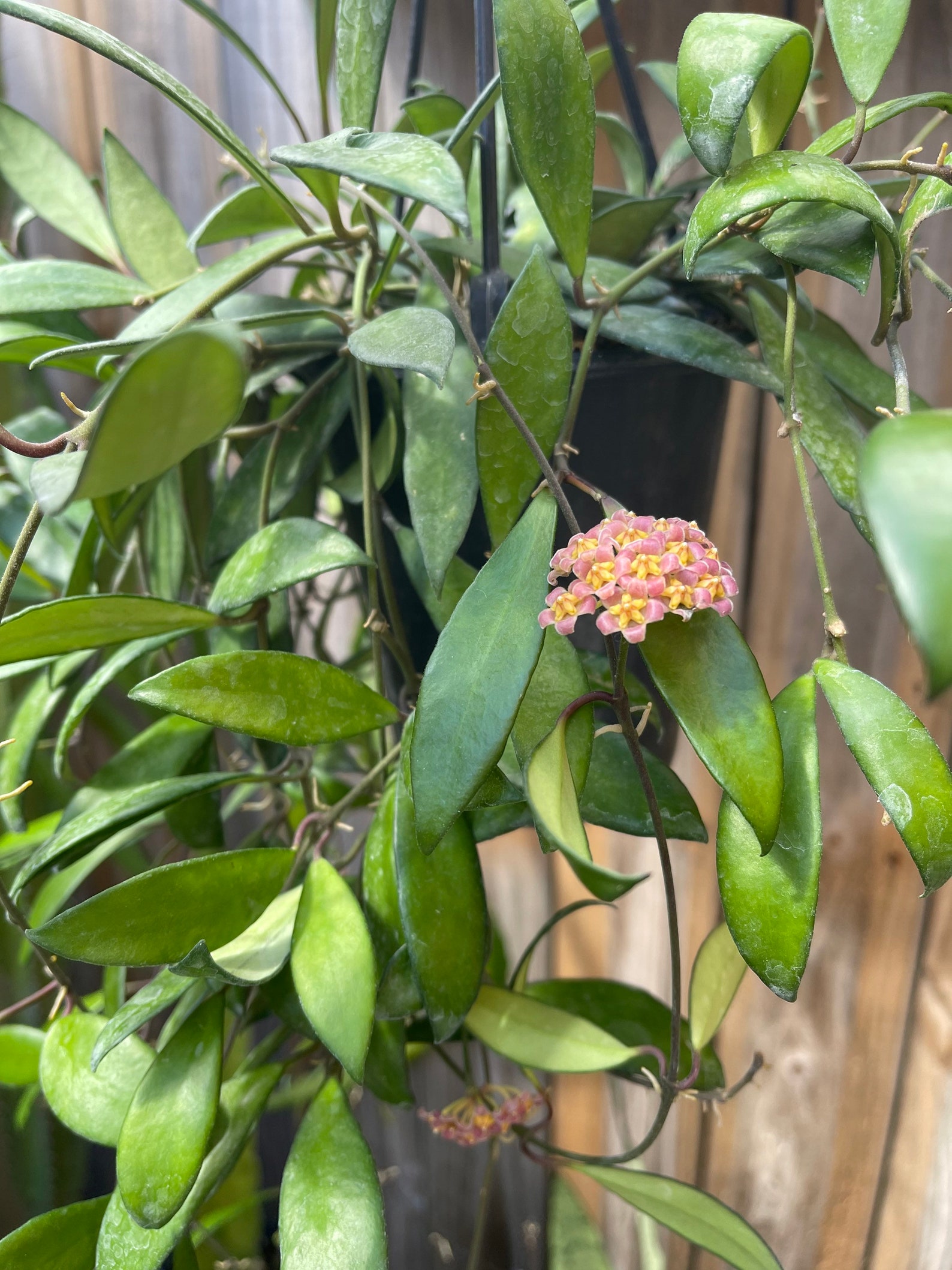 Hoya Bilobata RARE - Etsy