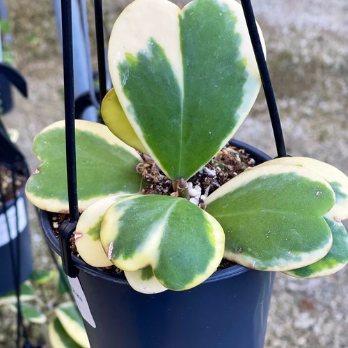 Hoya Kerrii Sweetheart Lucky-heart Variegated Commonly - Etsy
