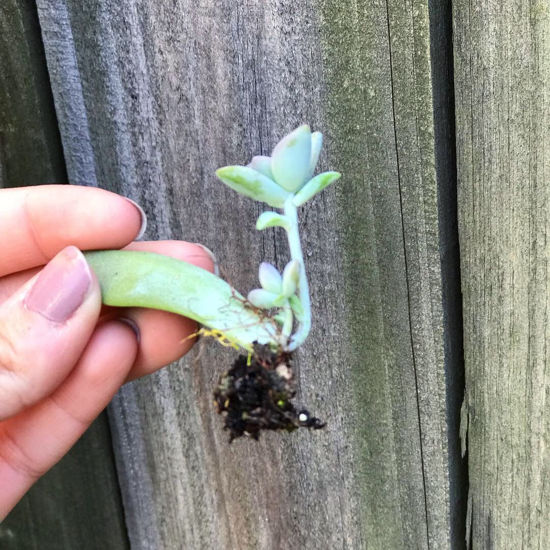 Succulent Leaf Starters Propagation - Etsy