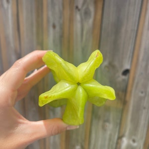 Fresh Miami Starfruit | Fwang Tung | Carambola | Rare Tropical Fruit ...