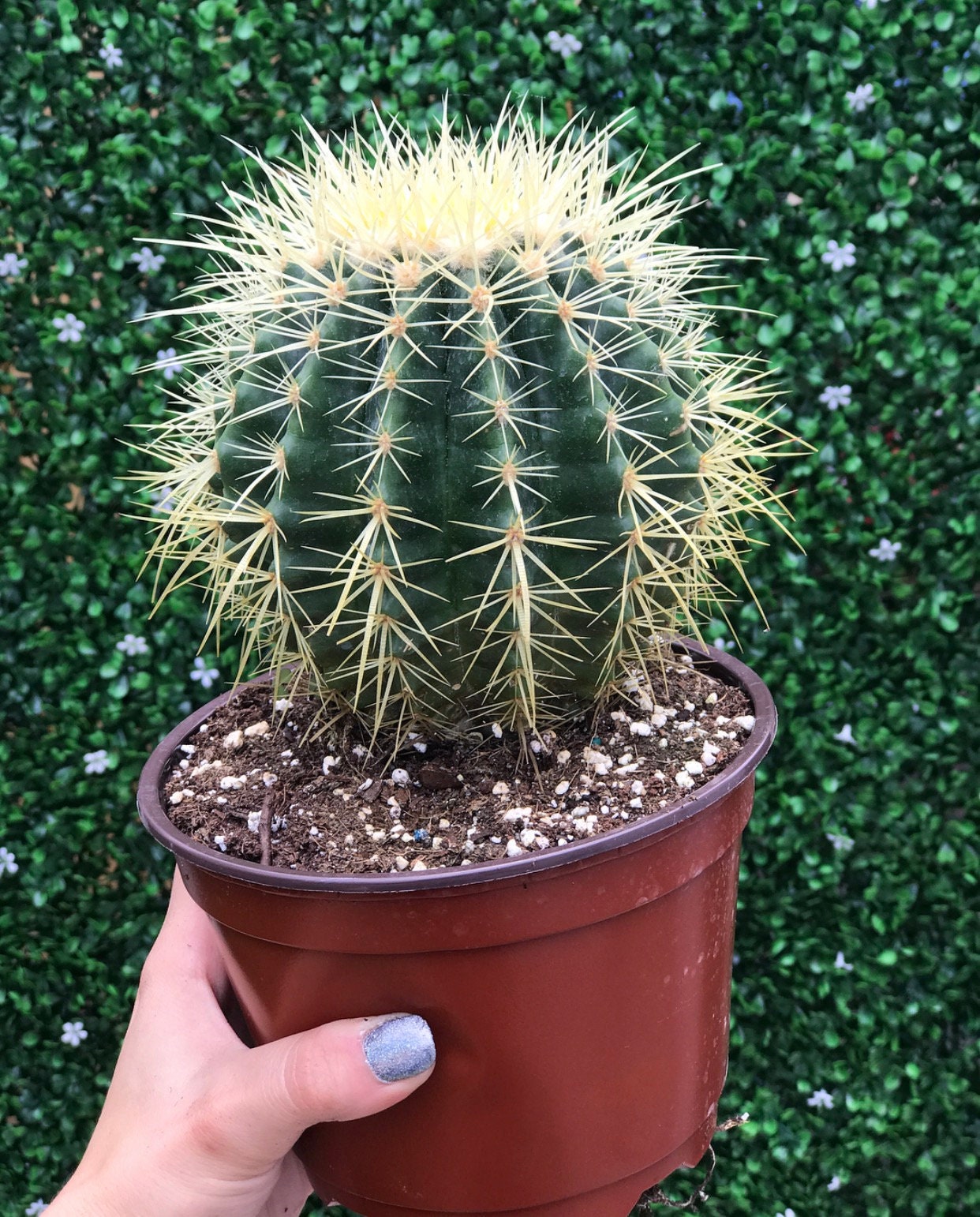 Golden Barrel Cactus Potted Cactus | Etsy