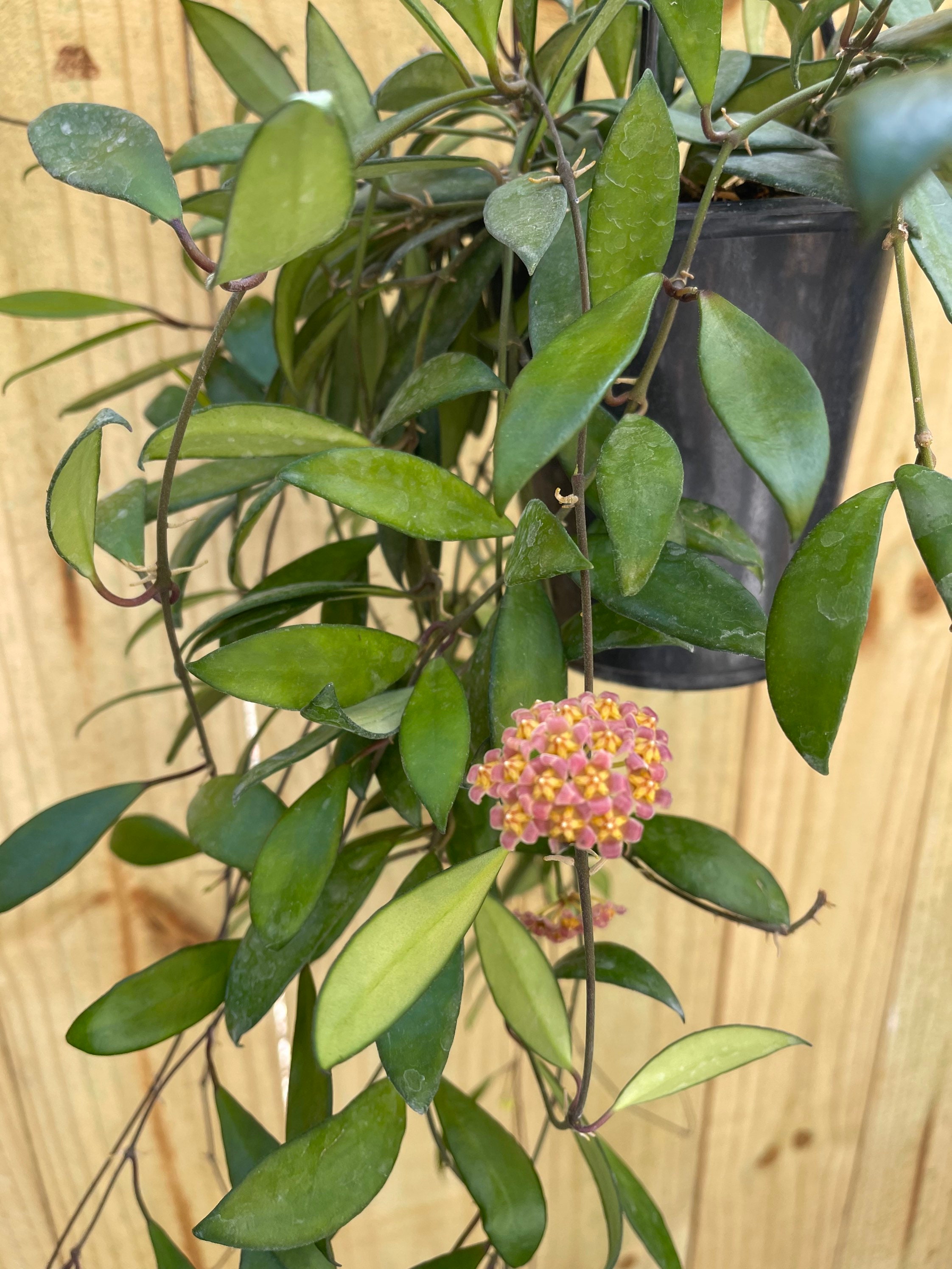 Hoya Bilobata RARE - Etsy