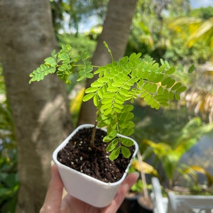 Royal Poinciana Tree | Flamboyant Tree | Seedling | Sapling - Etsy