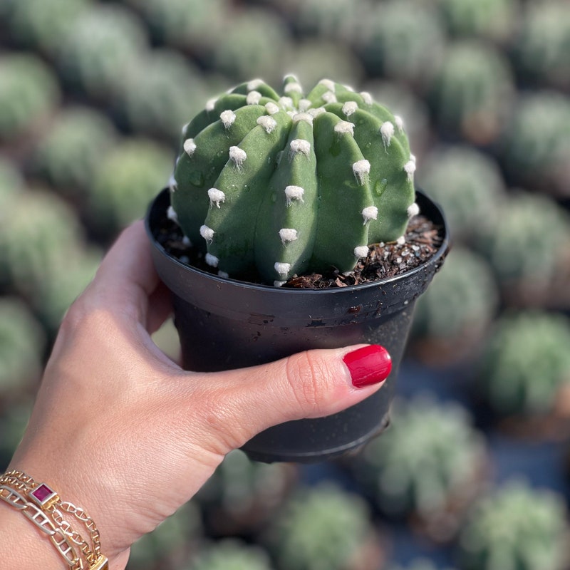 Domino Cactus - Etsy