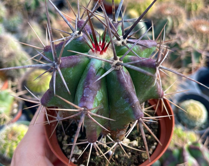 Purple Variegated Ferocactus Emoryi Covillei | RARE Cactus - Etsy