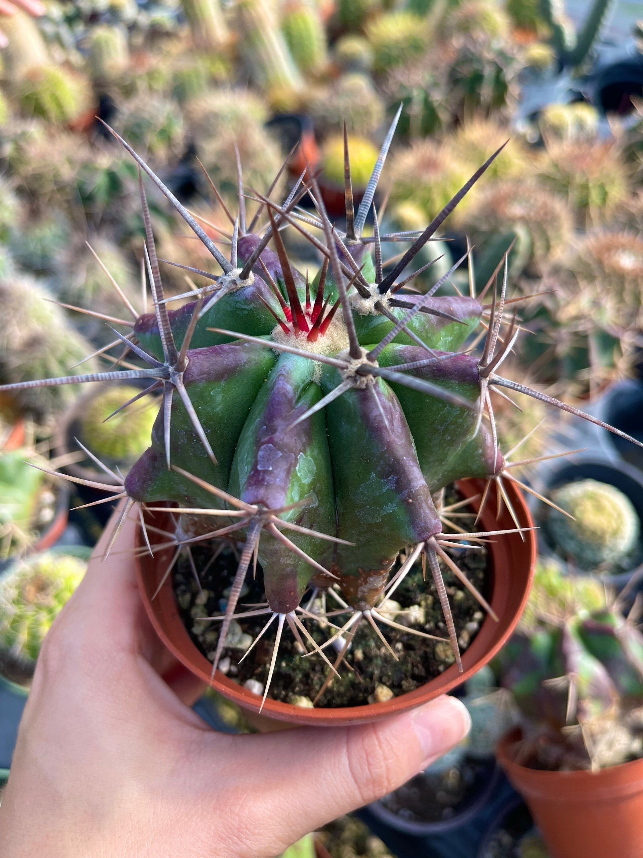 Purple Variegated Ferocactus Emoryi Covillei RARE Cactus - Etsy
