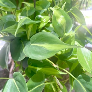 Philodendron Brasil | Brasil Pothos Plant - Etsy