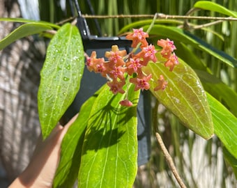 Rare Hoya Affinis - Etsy