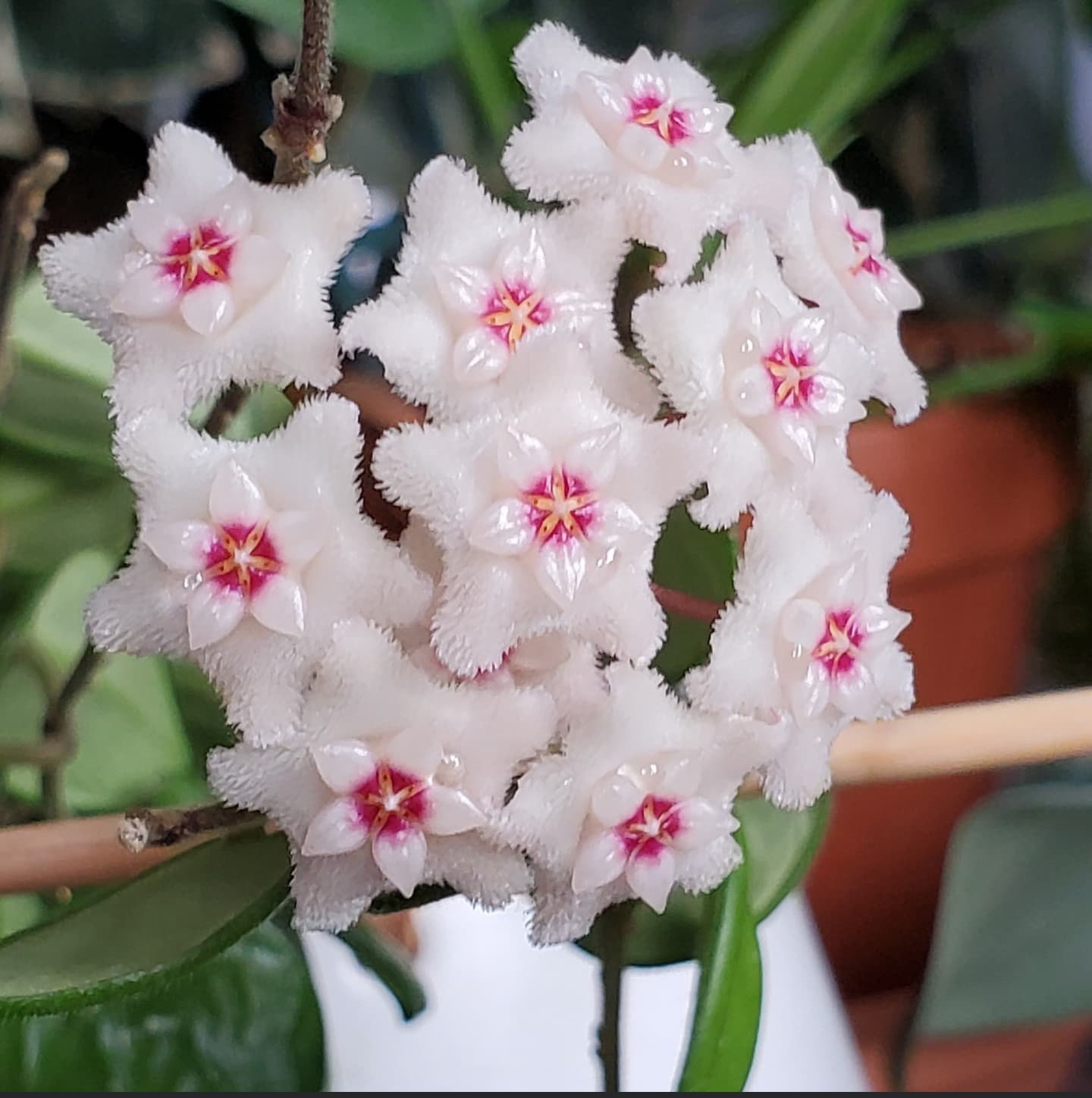 Hoya Mathilde Rare Hoya - Etsy