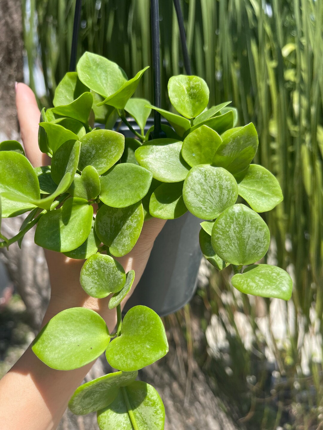 Hoya Biakensis Splash | VERY RARE Hoya Plant - Etsy