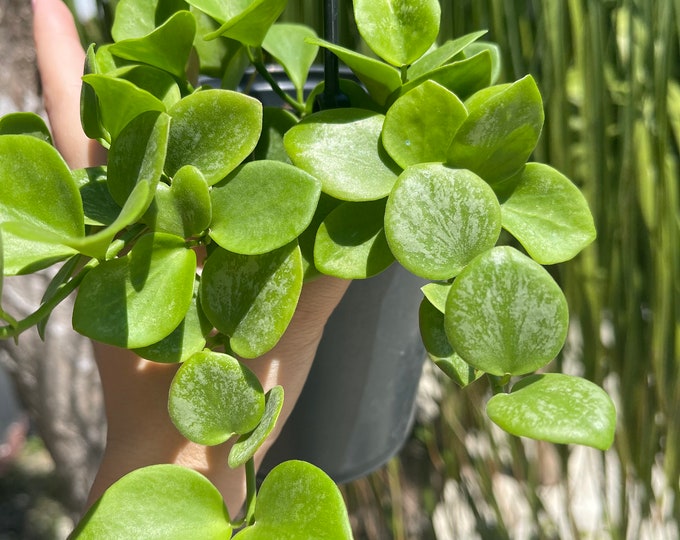 Hoya Biakensis Splash | VERY RARE Hoya Plant - Etsy