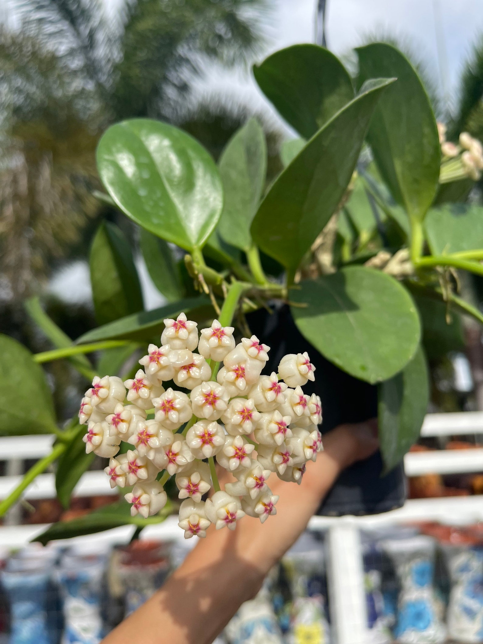 Hoya Pachyclada ‘red Corona’ | Hoya Subquintuplinervis | VERY RARE - Etsy