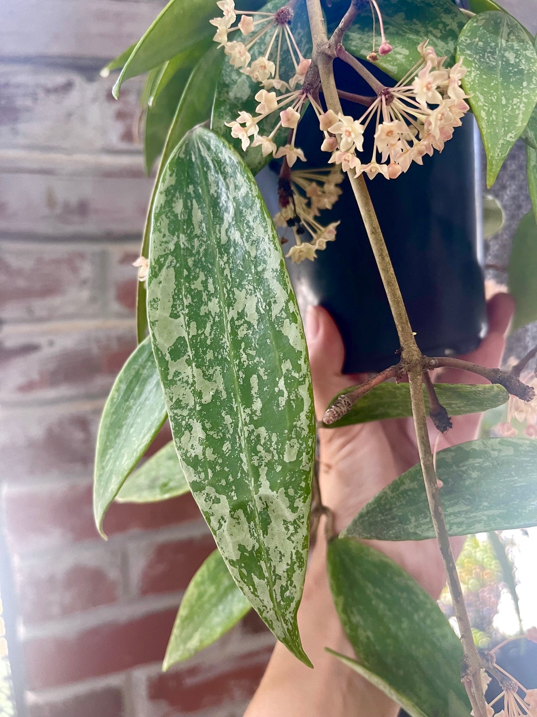 Hoya Rangsan Silver Splash | RARE Hoya Plant - Etsy