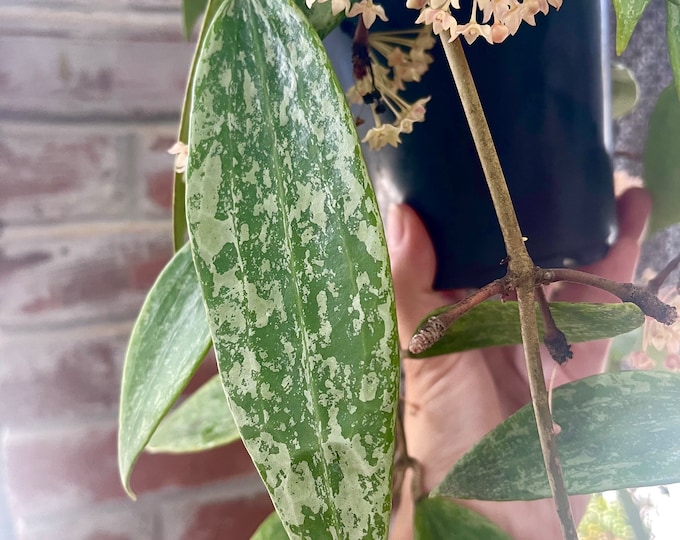 Hoya Rangsan Silver Splash | RARE Hoya Plant - Etsy